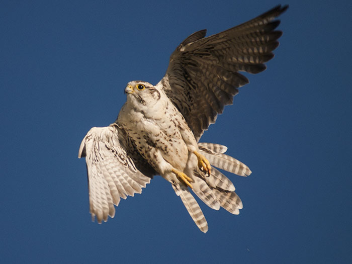 Magnificent Raptors of Mongolia